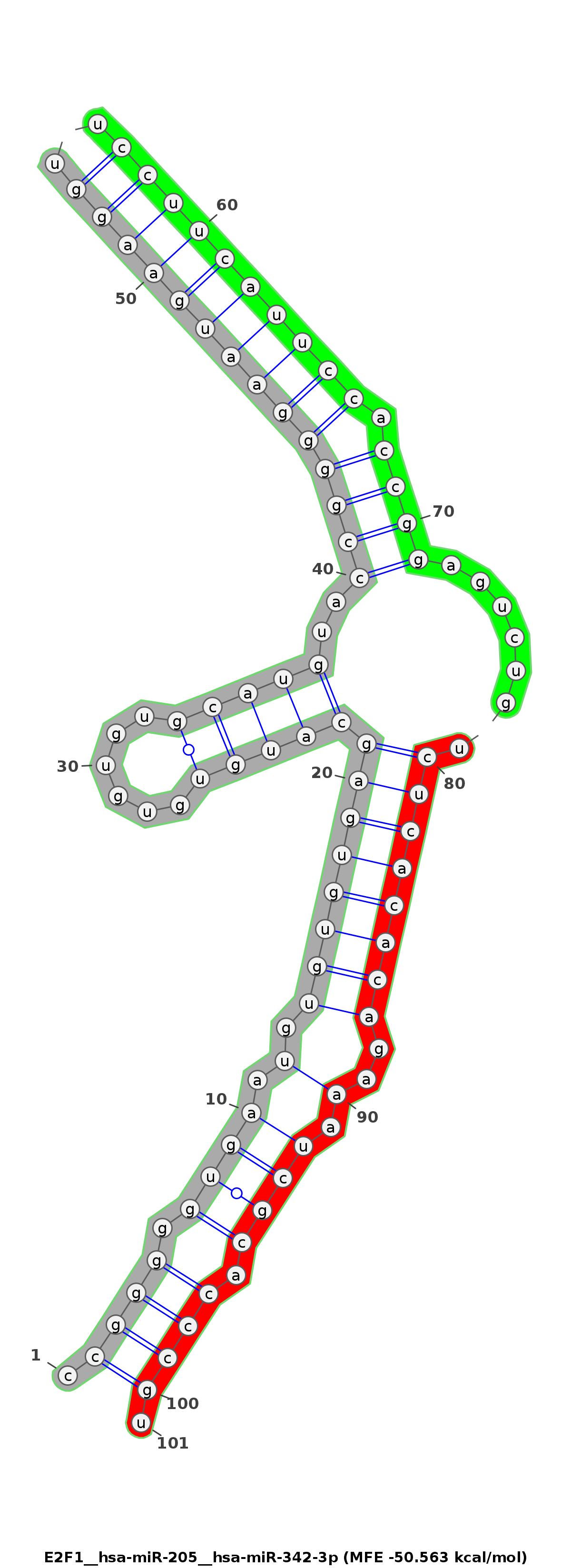 GitHub - sbi-rostock/forna-serve: A customized ViennaRNA forna web ...